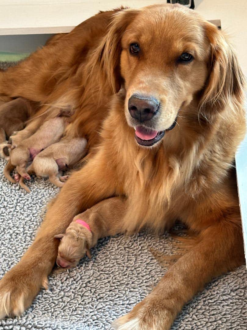 Maxwell x Ziggy the "Four" Litter | Yellow Rose Golden Retrievers