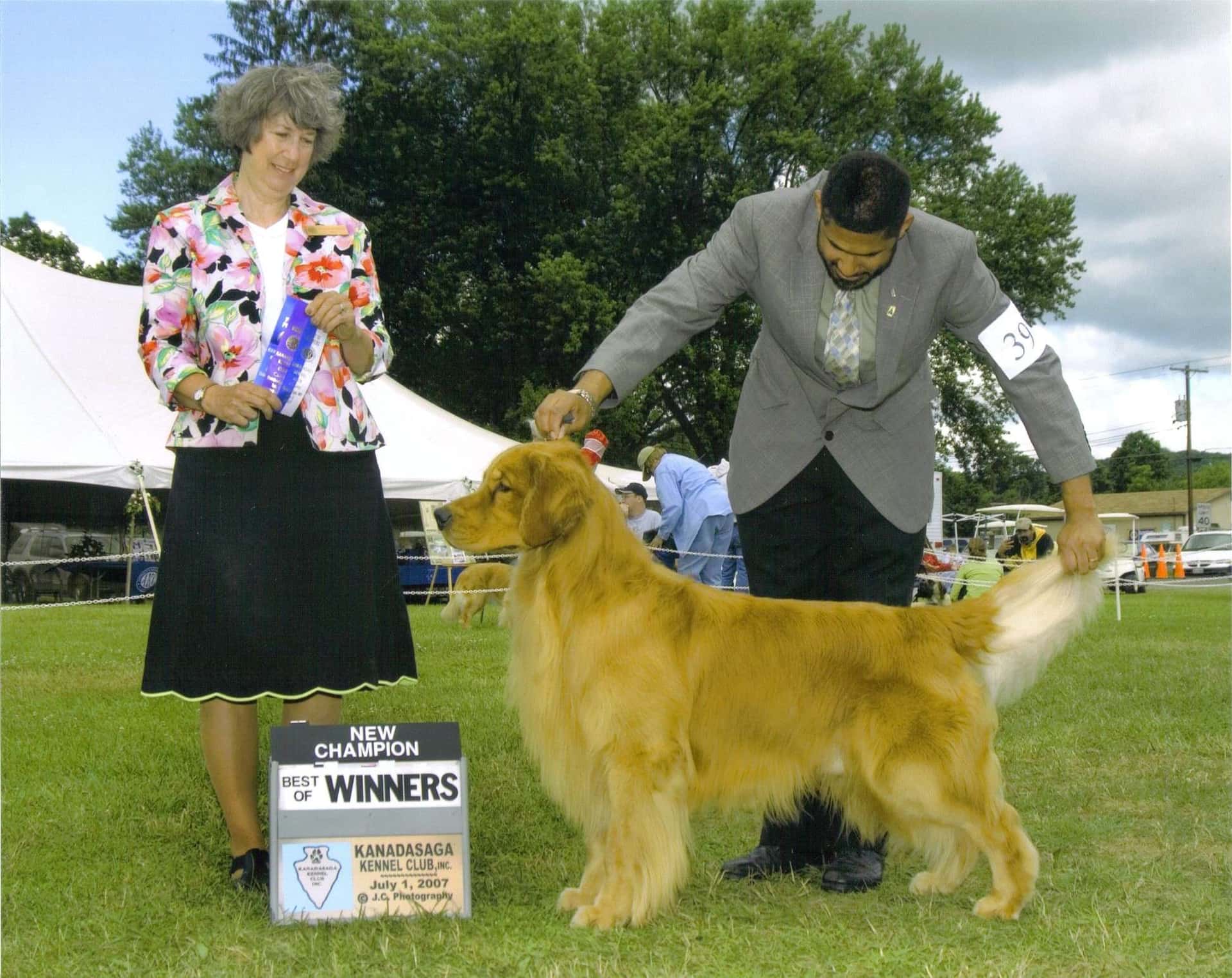 Our Goldens | Yellow Rose Golden Retrievers