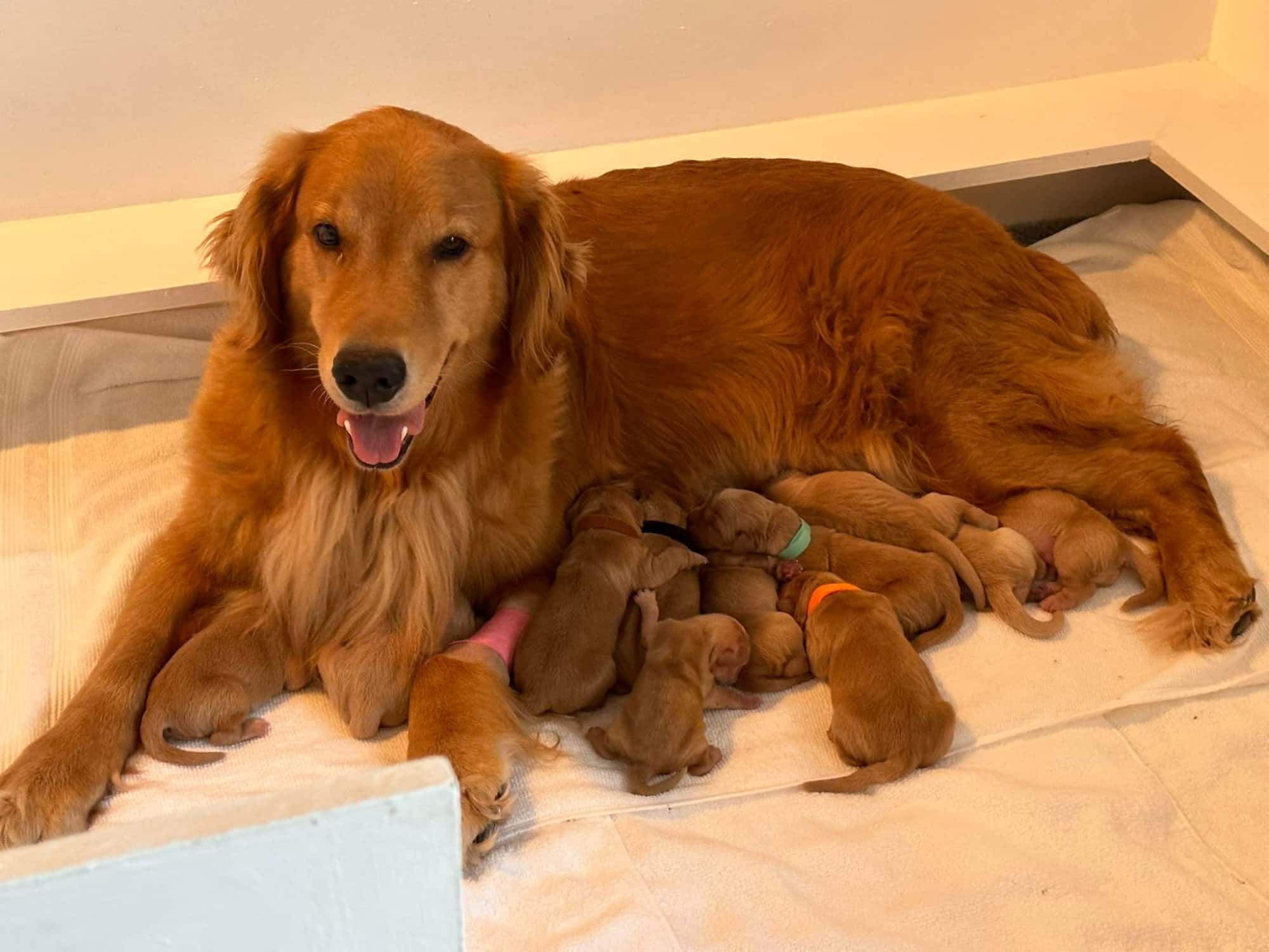 Past Litters | Yellow Rose Golden Retrievers