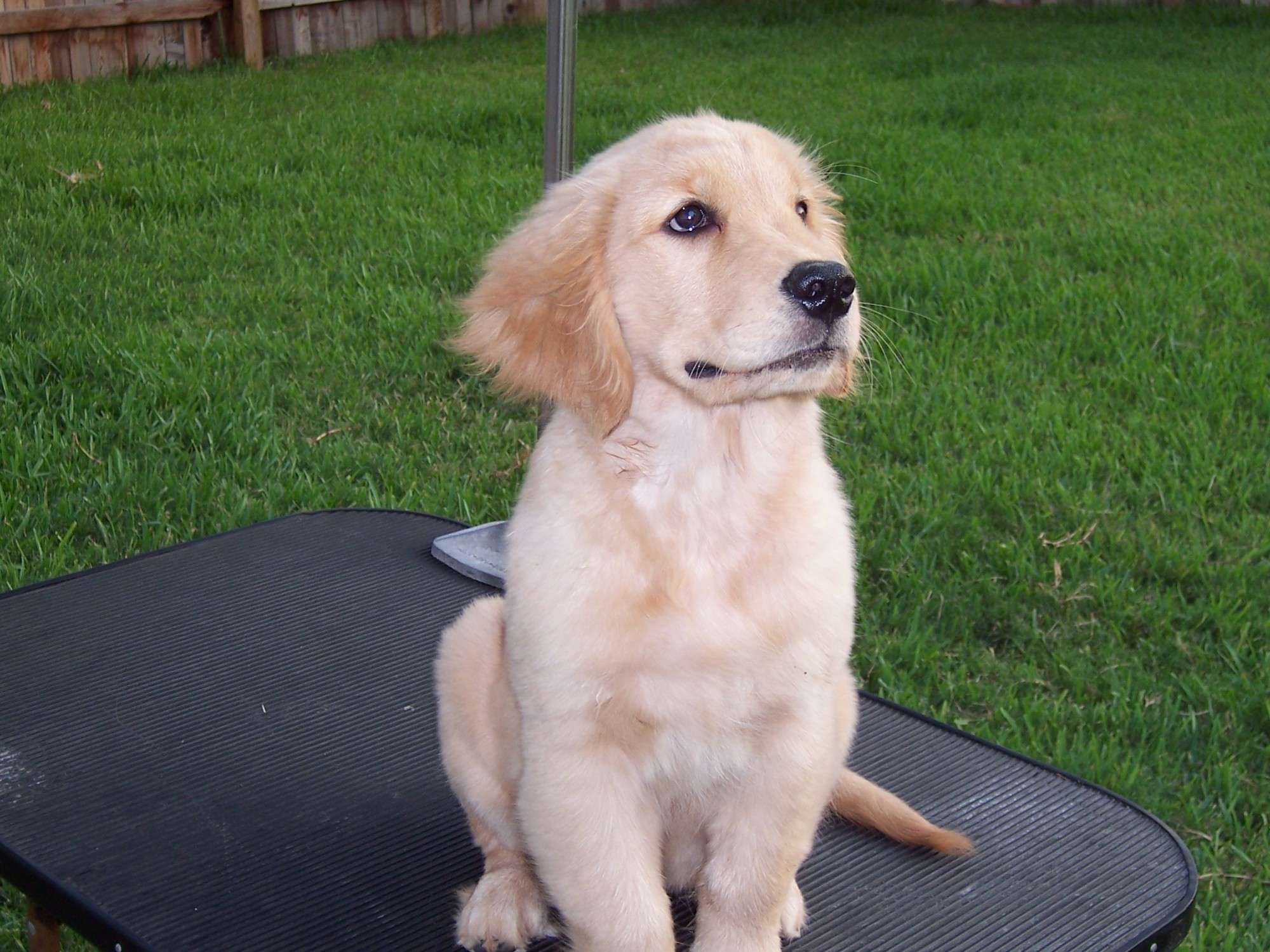 Yellow Rose Golden Retrievers